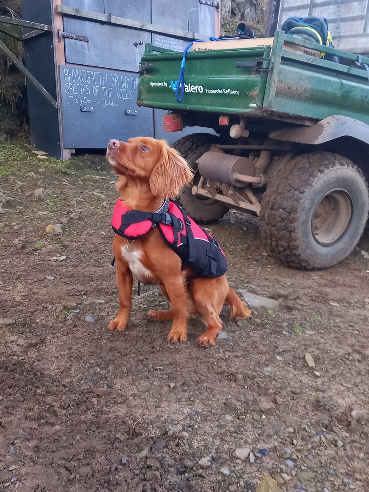 Skomer Island Biosecurity Incursion Response | The Wildlife Trust of ...