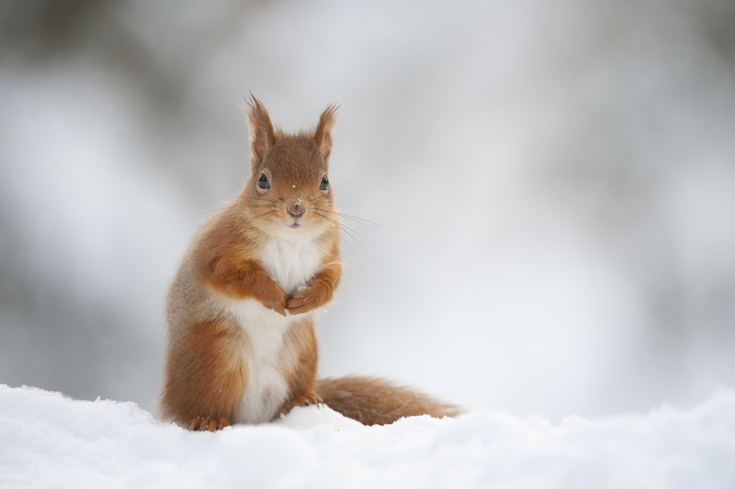 Red squirrels | The Wildlife Trust of South and West Wales
