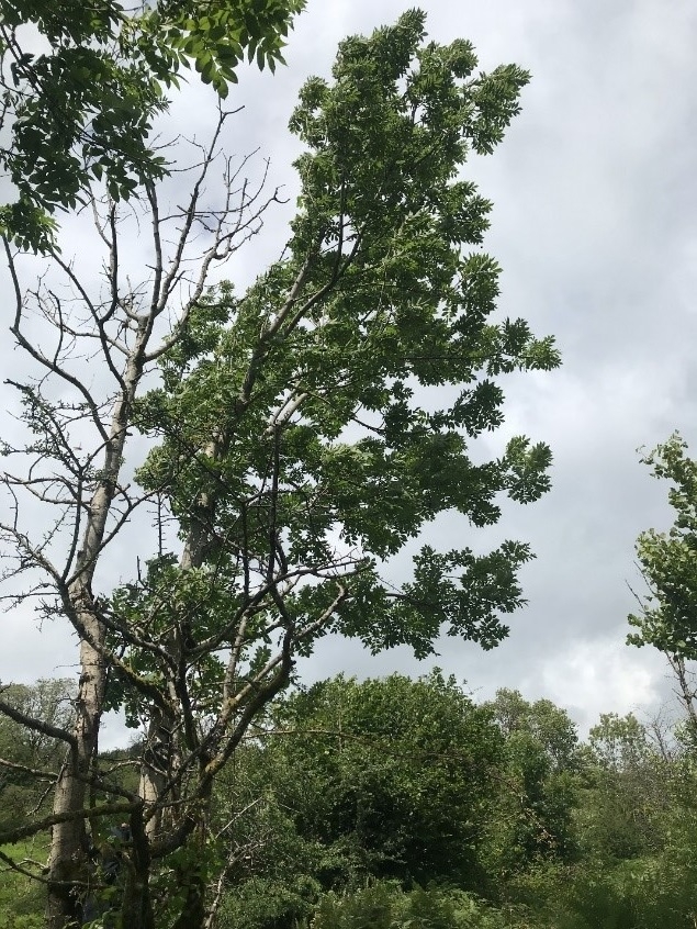 Ash Dieback, Kew Gardens UK Tree Seed Collecting Project | The Wildlife ...
