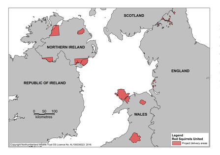 Red squirrels | The Wildlife Trust of South and West Wales