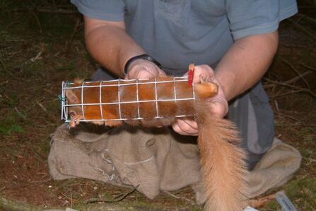 Red squirrel research | The Wildlife Trust of South and West Wales