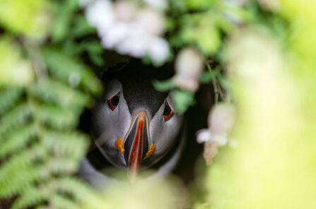 Brian’s Top Tips for Puffin Photography- A Nature Photographer's ...