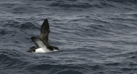 Skomer Island | The Wildlife Trust of South and West Wales