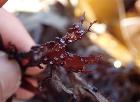 5 things you will have spotted on the beach | The Wildlife Trust of ...