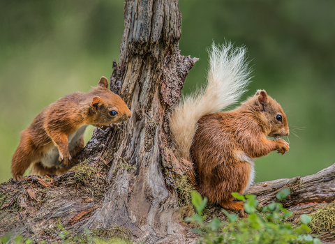Mid Wales Red Squirrel Project | The Wildlife Trust of South and West Wales