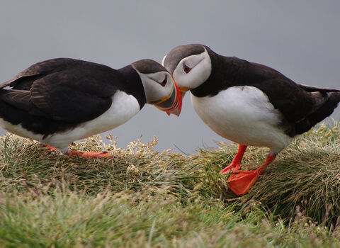 Skomer Island | The Wildlife Trust of South and West Wales